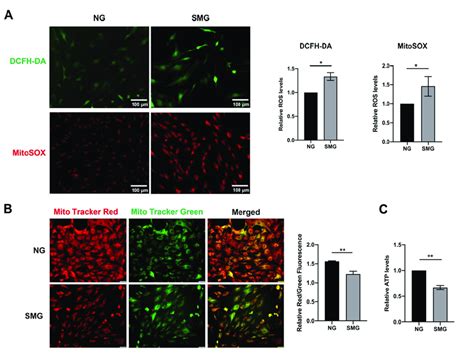 Smg Induced Mitochondrial Dysfunction In Mscs A The Representative