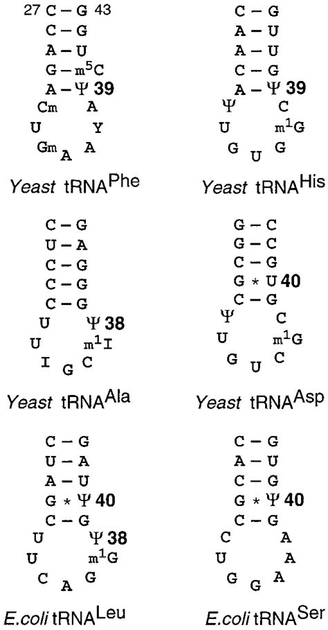 Anticodon Stem Loops Of Naturally Occurring Yeast And E Coli Trnas In