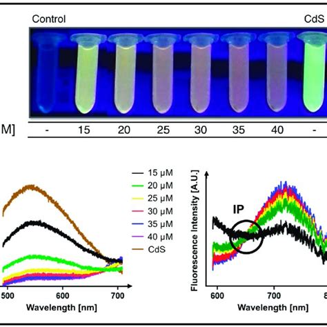 Biosynthesis Of Cds Quantum Dots Qds In The Presence Of Different