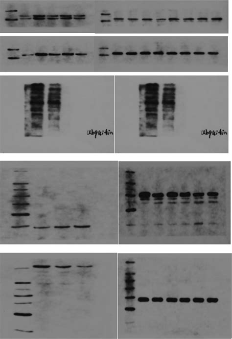 Western Blot