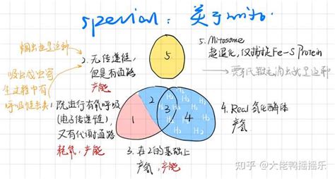 同样是内共生起源，为什么叶绿体可以由前质体发育，而线粒体只能通过分裂增殖？ 知乎