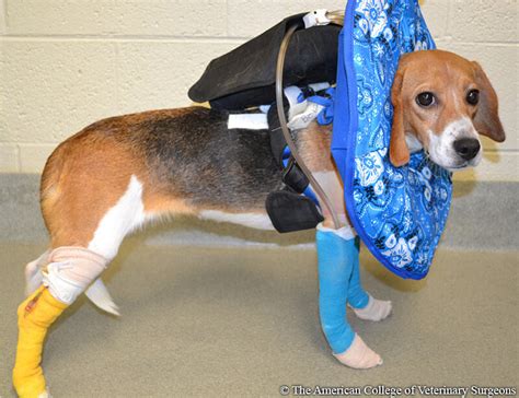 PETA Calls Out Virginia Tech For Buying Beagles From Filthy Facility PETA