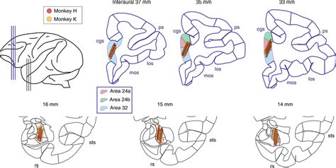 Anatomical Locations Investigated For The Coordination Of Spiking And