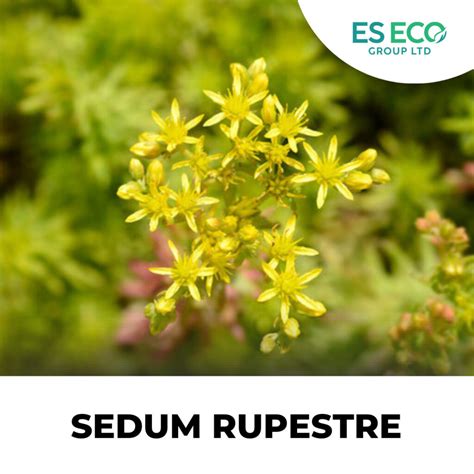 Green Sedum Roofing Bristol Premium Sedum Roof Service