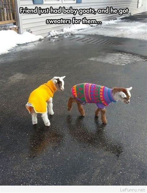 Funny Goat Sayings And Quotes Quotesgram