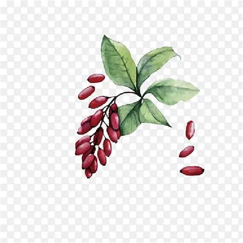 手绘红色果实植物png图片素材下载图片编号qkevnorb 免抠素材网 手绘红色果实植物png图片素材下载图片编号qkevnorb 免抠素材网