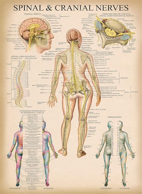 Vintage Spinal Nerves Anatomical Chart Spine And Cranial Nervous
