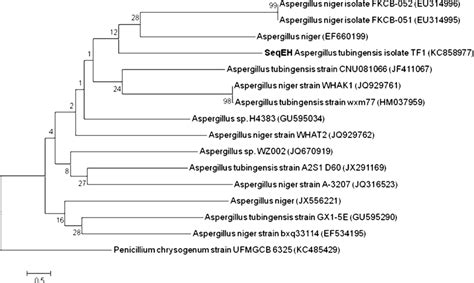 Phylogenetic Tree Neighbor Joining Tree Showing The Phylogenetic Download Scientific Diagram
