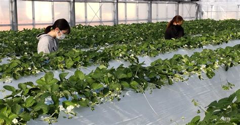 摘蕾摘果のおはなし 閉園いちご農園ミライバナびわ湖ファーム