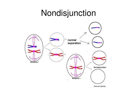 Nondisjunction Definition Types Examples