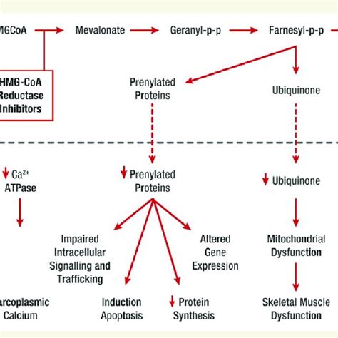Effects Potentially Involved In Statin Related Muscle Injurysymptoms