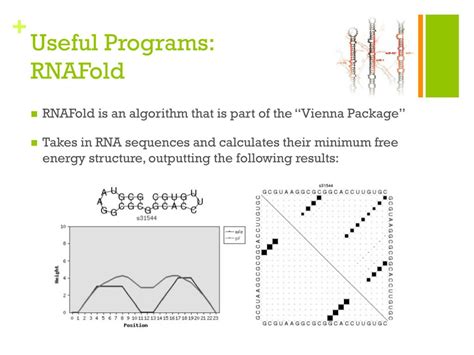 ppt mirna discovery and prediction algorithms powerpoint presentation