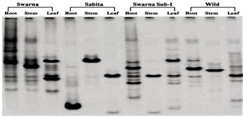 Dgge Profiles Of V3 Region 16s Rrna Genes Amplified From Twelve