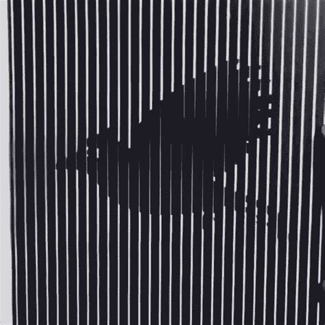 Illusion Moire Bird Animation — Kathleen Darby
