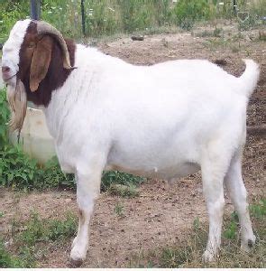 Boer Goat Get Latest Price Mandi Rates From Dealers Traders