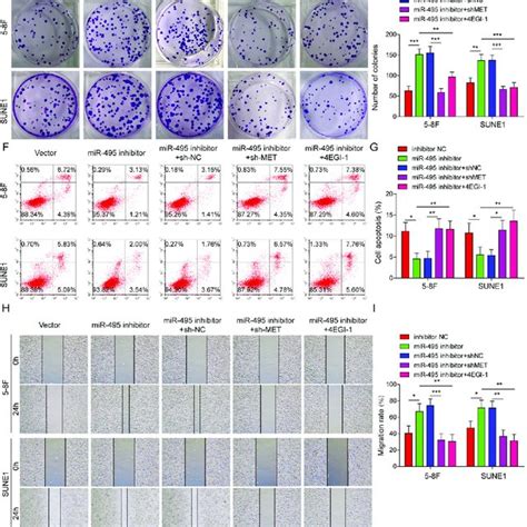 Mir 495 Knockdown Promoted Npc Malignant Phenotypes And Inhibited Cell