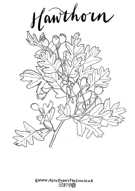 Tree Species Colouring In Sheets Coloring Sheets Tree Sketches Species