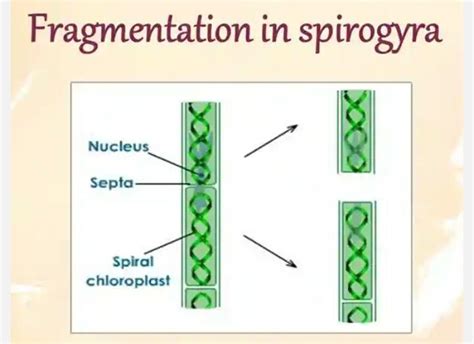 Reproduction In Lower And Higher Plants Notes For Class Biology