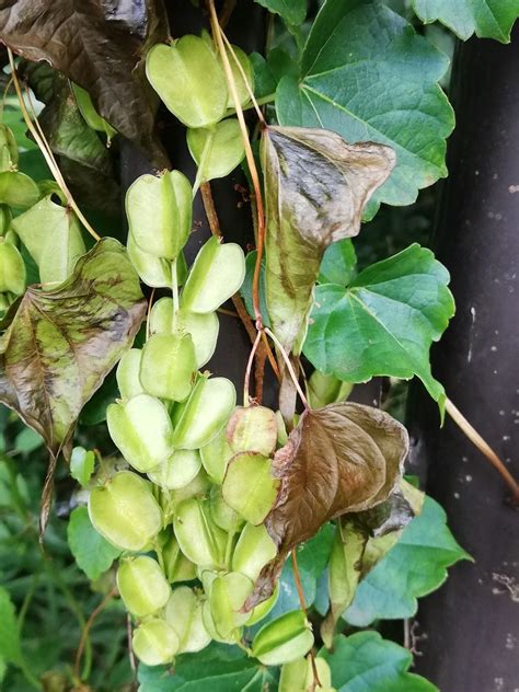 ヤマイモの写真 みんなの趣味の園芸1778339