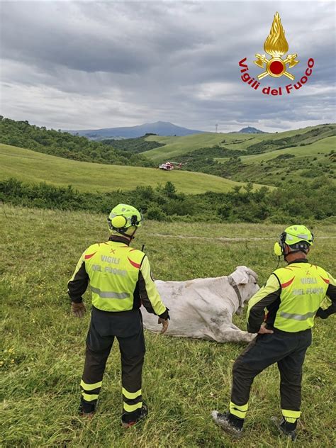 Vigili Del Fuoco Salvano Una Mucca Con Il Supporto Di Un Elicottero