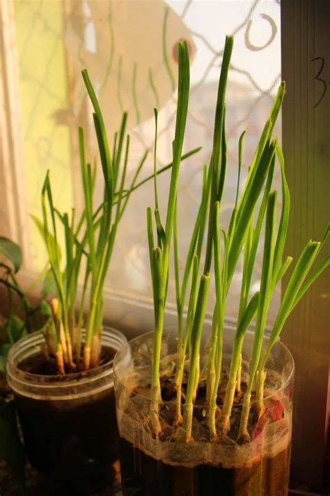 大班植物角观察 大班植物角观察记录 大班植物角观察记录表 大山谷图库