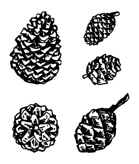 Premium Vector Set Of Different Cones Conifer Trees Sketches Of