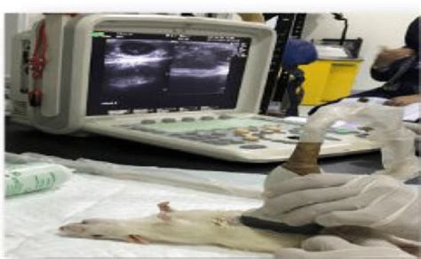 Ultrasonographic Imaging Of Ovarian Rats Download Scientific Diagram