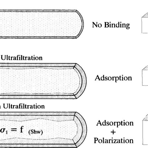 Diffusion Coefficients Of Different Molecular Weight Solutes In Fig 3