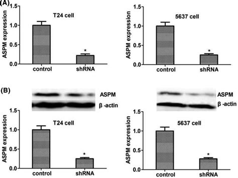 Quantitative Pcr Analysis A And Immunoblot Images B Displayed Download Scientific Diagram