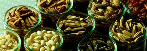Irri Lead Scientist Jauhar Ali Interviewed On Arsenic Safe Rice Project