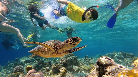 Turtle Reef Snorkelling Sandbank Visit