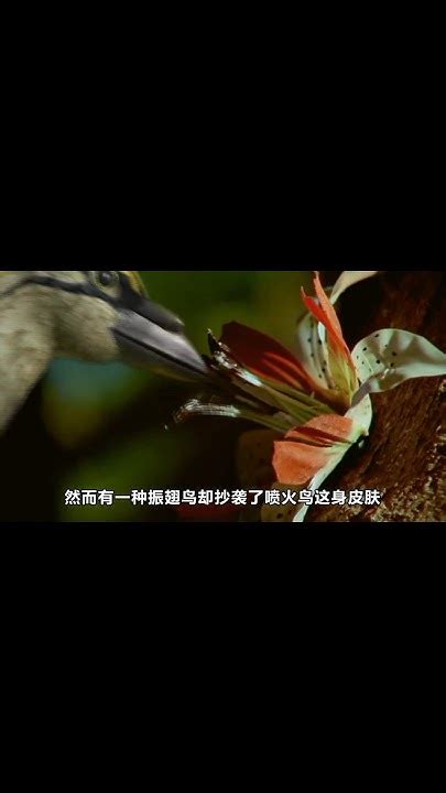 鳥類變異了？一億年后的鳥類居然可以噴射出腐蝕性液體！未來狂想曲 科普 神奇動物 未來生物 Youtube