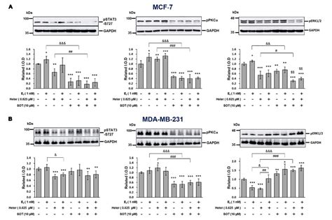 Figure 4 From Effect Of Estrogen On Heteronemin Induced Anti