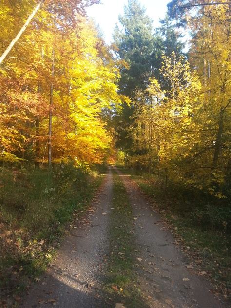 Photography: Golden trees… - Natenoms Blog