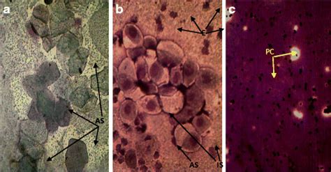 Photomicrographs Of Exfoliative Vaginal Cytology Of Rats Treated With