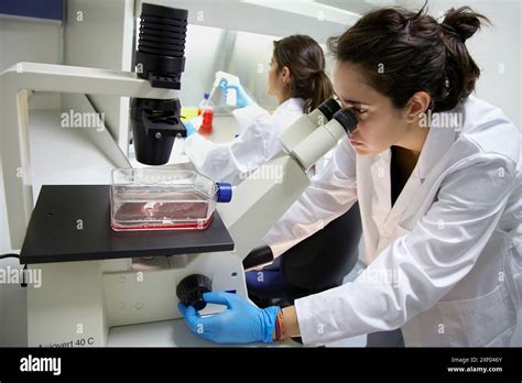 Cell Culture Room Observation Of Cell Cultures In The Inverted