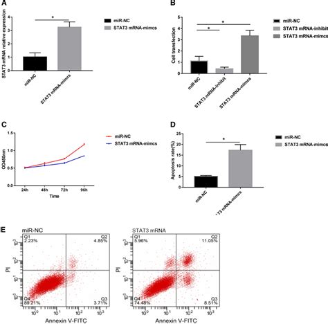 Effect Of Elevated Stat3 Mrna Expression On The Proliferation