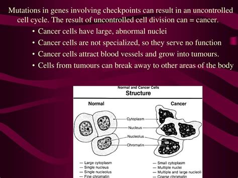Ppt Cell Life Cycle 2 Major Stages Powerpoint Presentation Free