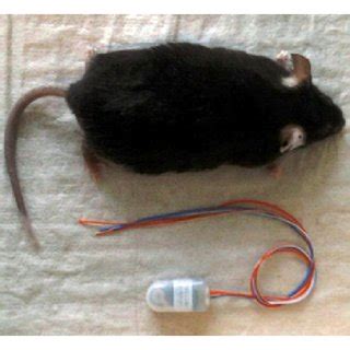 Auditory Research Using EEG Radiotelemetry Implantable EEG Download Scientific Diagram