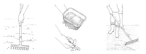 Sowing A Lawn Lizzie Harper