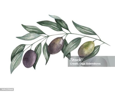 수채화 그림입니다 나뭇잎이 있는 검은색과 녹색 올리브의 손으로 그린 가지 올리브나무 지중해 과일 식물 요소 배너 광고 인쇄물을 위한 격리된 자연 클립 아트 건강한 식생활에