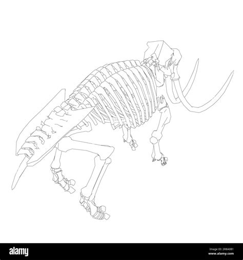 Vector Illustration Of Outline Mammoth Skeleton On Isolated White