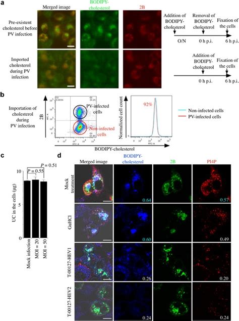 Analysis Of Pre Existent And Imported Cholesterol In Pv Infection A