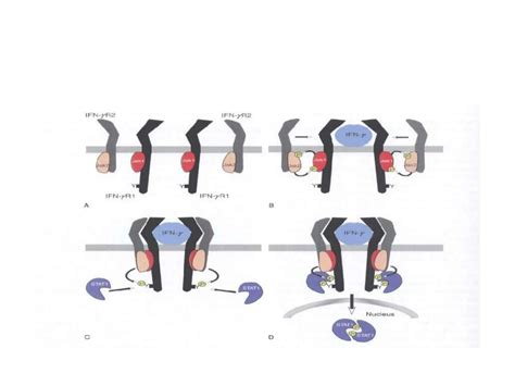 Cytokines 2 Secreted Polypeptide Or Low Molecular Weight Protein Involved In Cell To Cell