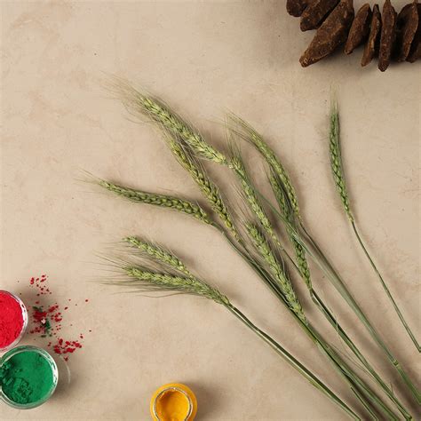 Wheat Grains Gehu Ki Bali Price Buy Online At Best Price In India