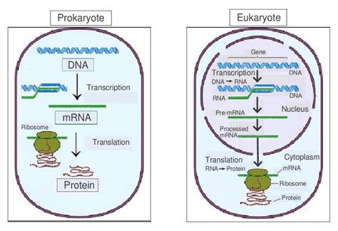 The Figure Is Modified From On The Left We Have A Schematic