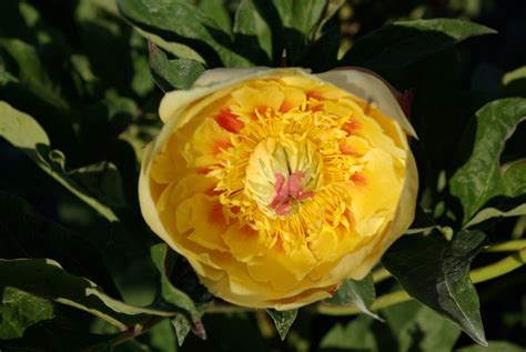 Pion Blomma Gratis foto på Pixabay Pixabay
