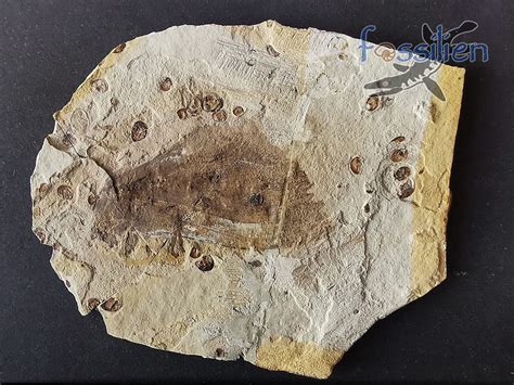 Moth Fossil From Lower Cretaceous Fossilien Company