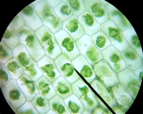 Live Plant Cell Microscope