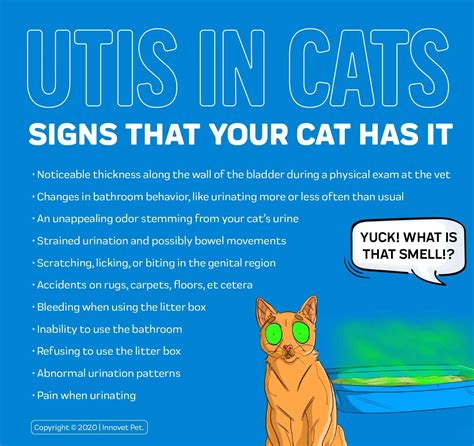 Cat Allergic To Litter Symptoms Leonila Macdonald